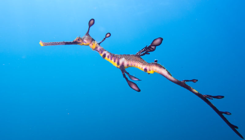 The Weedy Seadragon Research Project • Scuba Diver Life The Weedy Seadragon Research Project • Scuba Diver Life