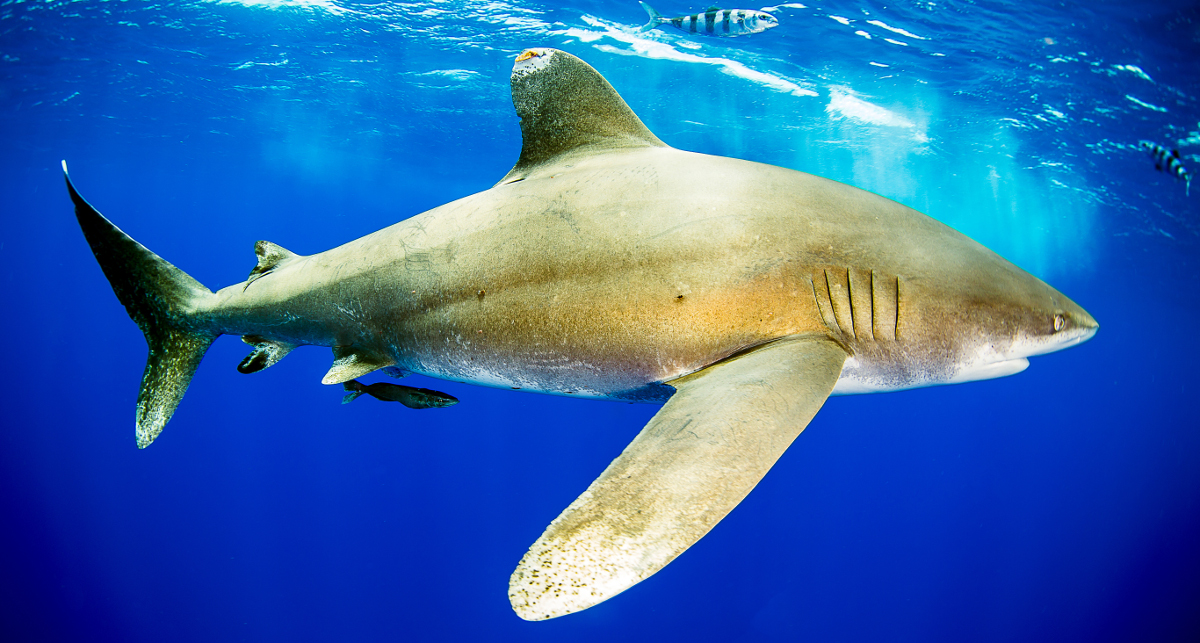Oceanic Whitetip First Shark Listed as “Threatened” in the Continental ...