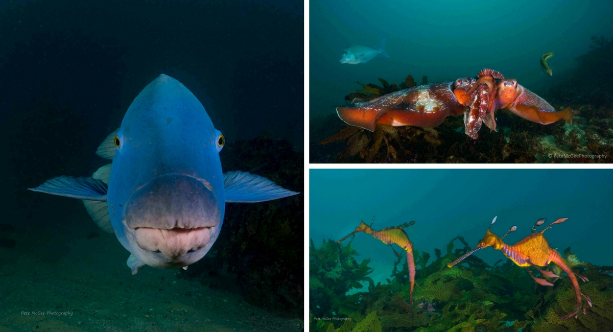 Cabbage Tree Bay: Manly’s Marine-Park Miracle • Scuba Diver Life