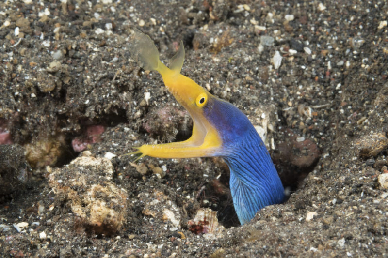 Marine Species: The Ribbon Eel • Scuba Diver Life