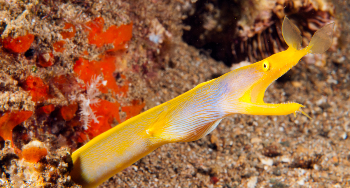 Marine Species: The Ribbon Eel • Scuba Diver Life