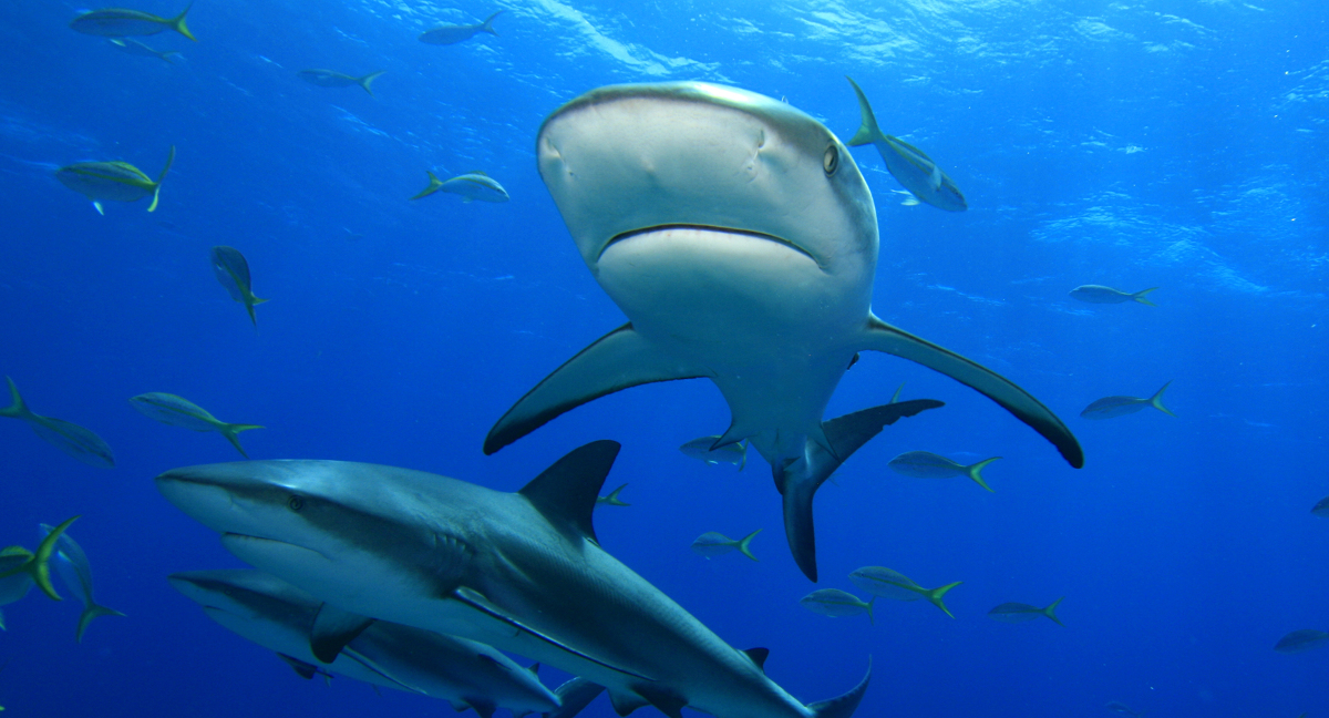 Samoa Creates Shark Sanctuary in its Waters • Scuba Diver Life
