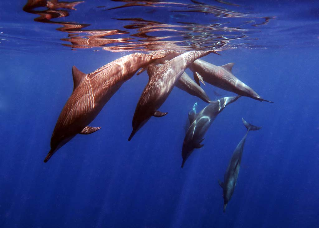 Scuba Diving Christmas Island • Scuba Diver Life