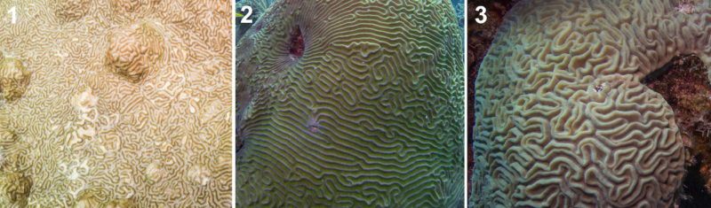 Caribbean Coral Identification: Brain Coral • Scuba Diver Life