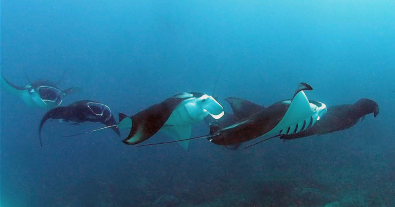 Dive Site: Manta Sandy in Raja Ampat • Scuba Diver Life