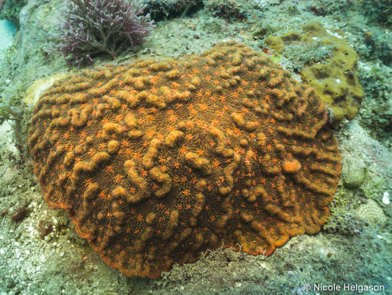 Caribbean Coral Roundup: Cactus Coral • Scuba Diver Life