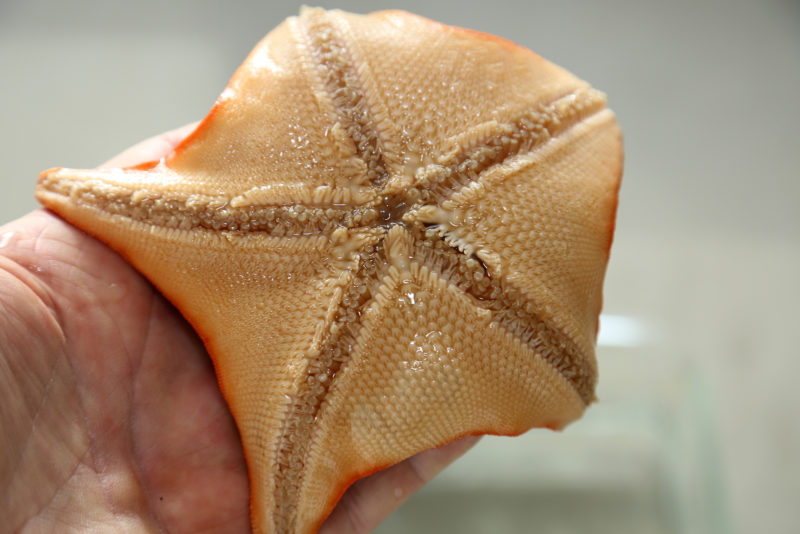 Marine Species: Sea Star • Scuba Diver Life