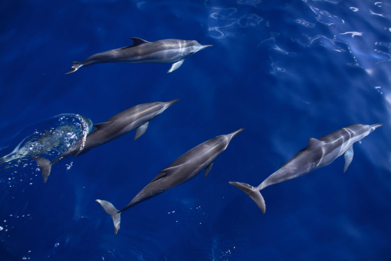 Five Common Dolphin Species • Scuba Diver Life