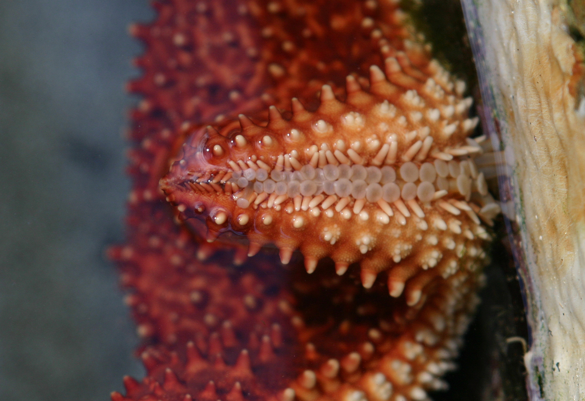 Marine Species: Sea Star • Scuba Diver Life