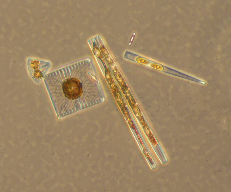 Diving into a World of Microscopic Plants • Scuba Diver Life
