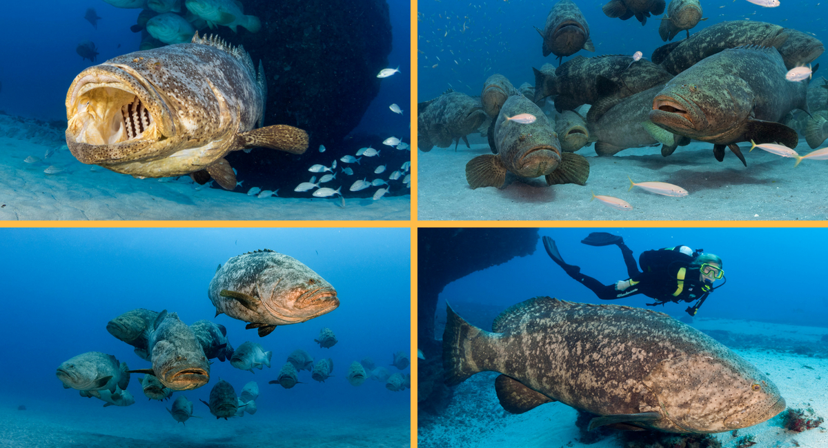 Diving the Goliath Grouper Aggregation in Florida • Scuba Diver Life