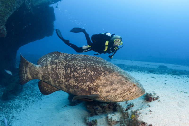 Diving the Goliath Grouper Aggregation in Florida • Scuba Diver Life