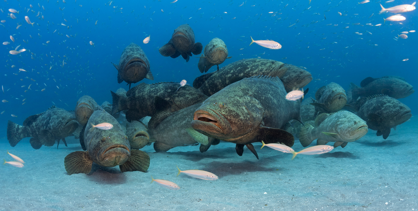 Red Grouper Wallpaper Goliath