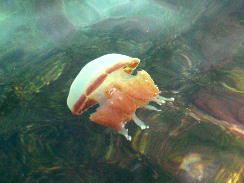 Is it Safe to Swim with Jellyfish? • Scuba Diver Life