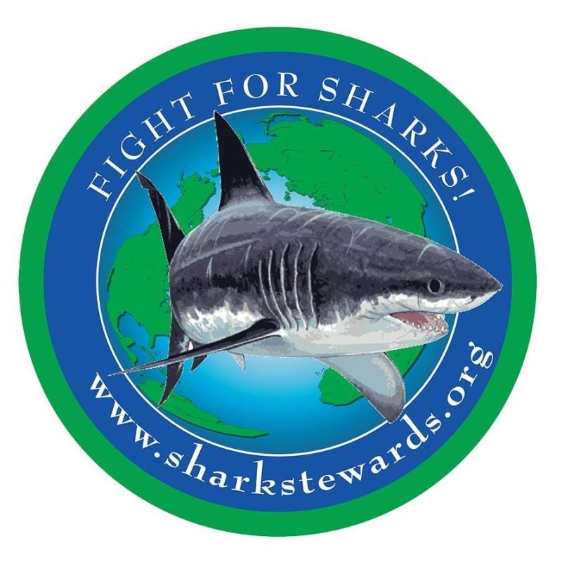 The Top 5 Shark Conservation Groups • Scuba Diver Life