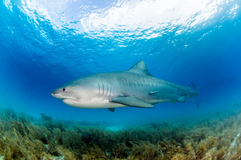 The World’s Top 20 Shark Dives • Scuba Diver Life