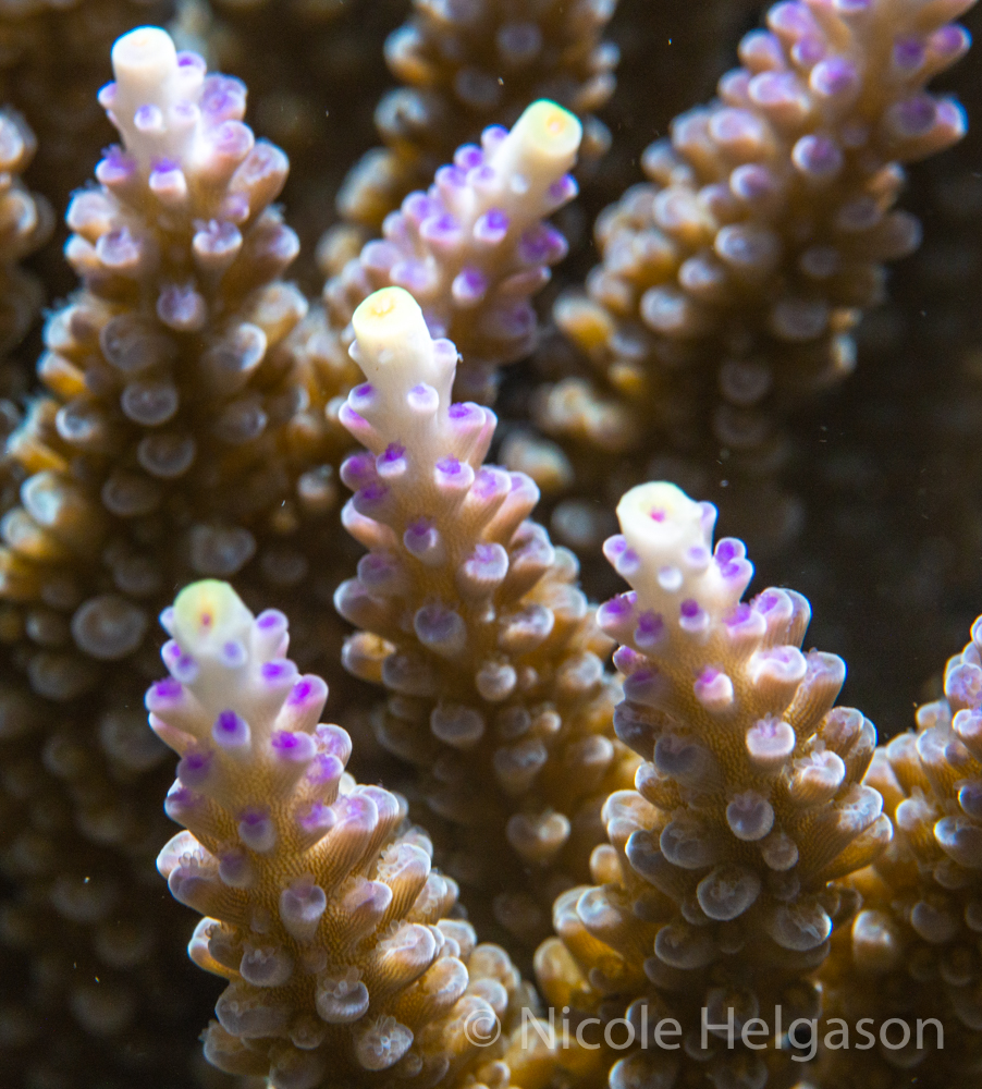 Bob A. Gove Blog: Introduction to Branching Corals of the Indo-Pacific