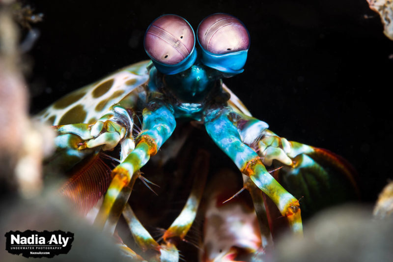 Marine Species: Mantis Shrimp • Scuba Diver Life