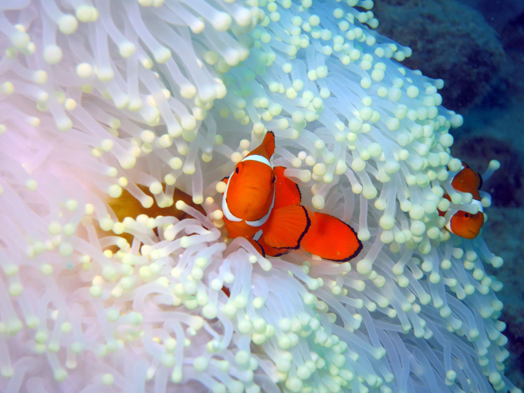 Great Barrier Reef Heroes • Scuba Diver Life