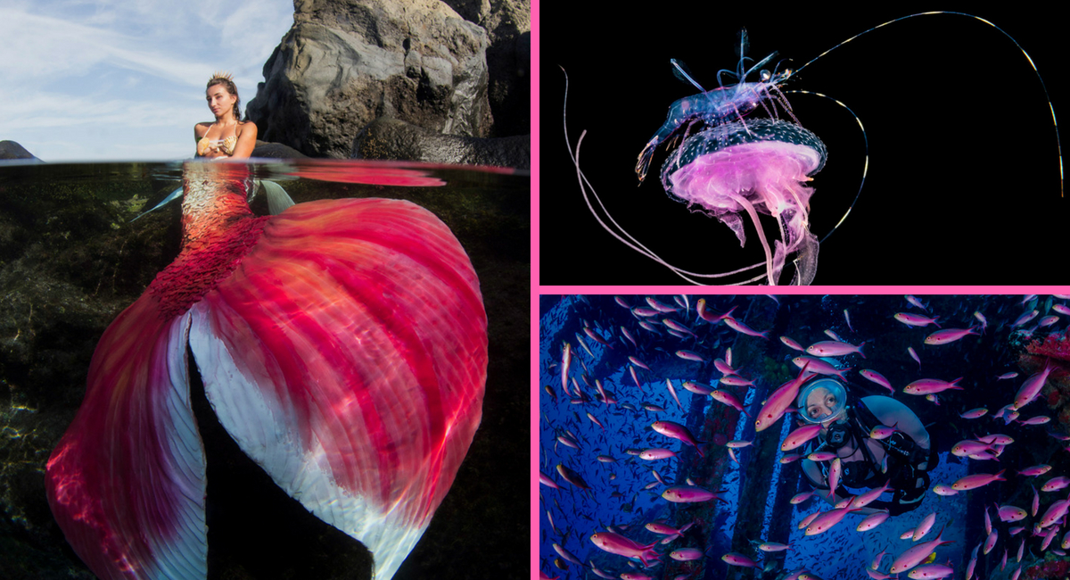 Dive into the Pink Announces Second Annual Photo Competition Winners ...