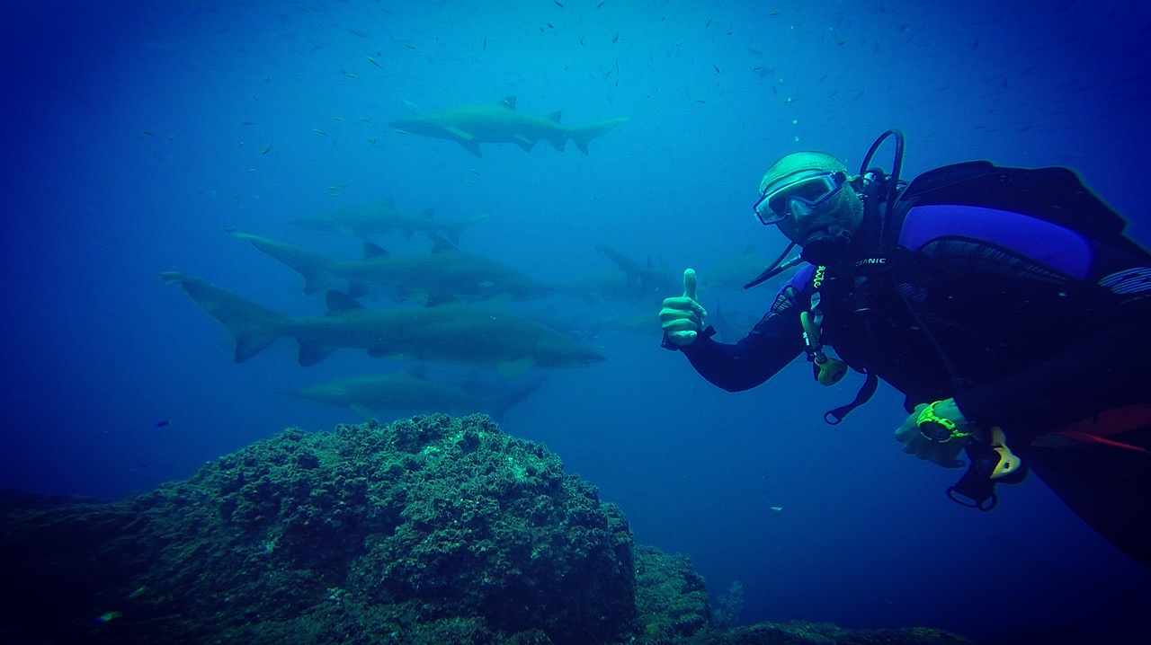Wolf Rock: Australia’s Newest Pelagic Dive Site • Scuba Diver Life
