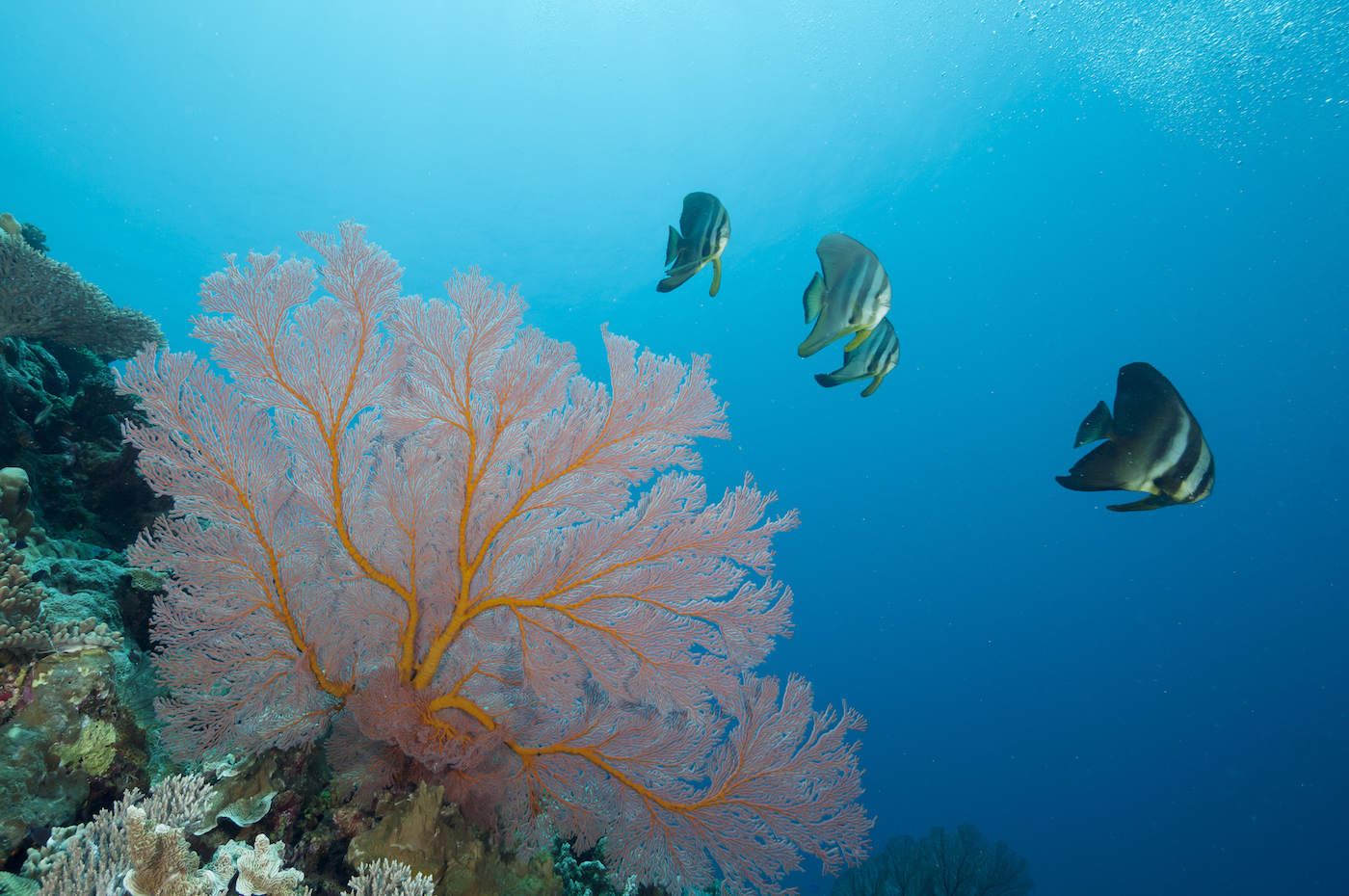 Diving Australia’s Hidden Gem: Rowley Shoals • Scuba Diver Life