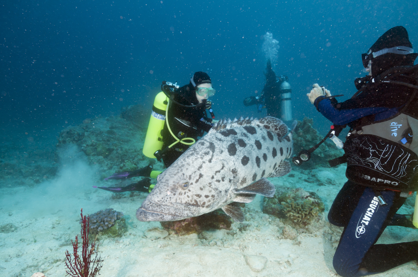 Diving Australia’s Hidden Gem: Rowley Shoals • Scuba Diver Life