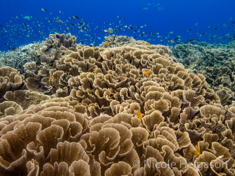 Introduction to Plating Corals of the Indo-Pacific • Scuba Diver Life