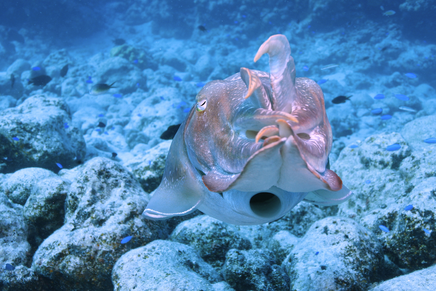 Diving Australia’s Hidden Gem: Rowley Shoals • Scuba Diver Life