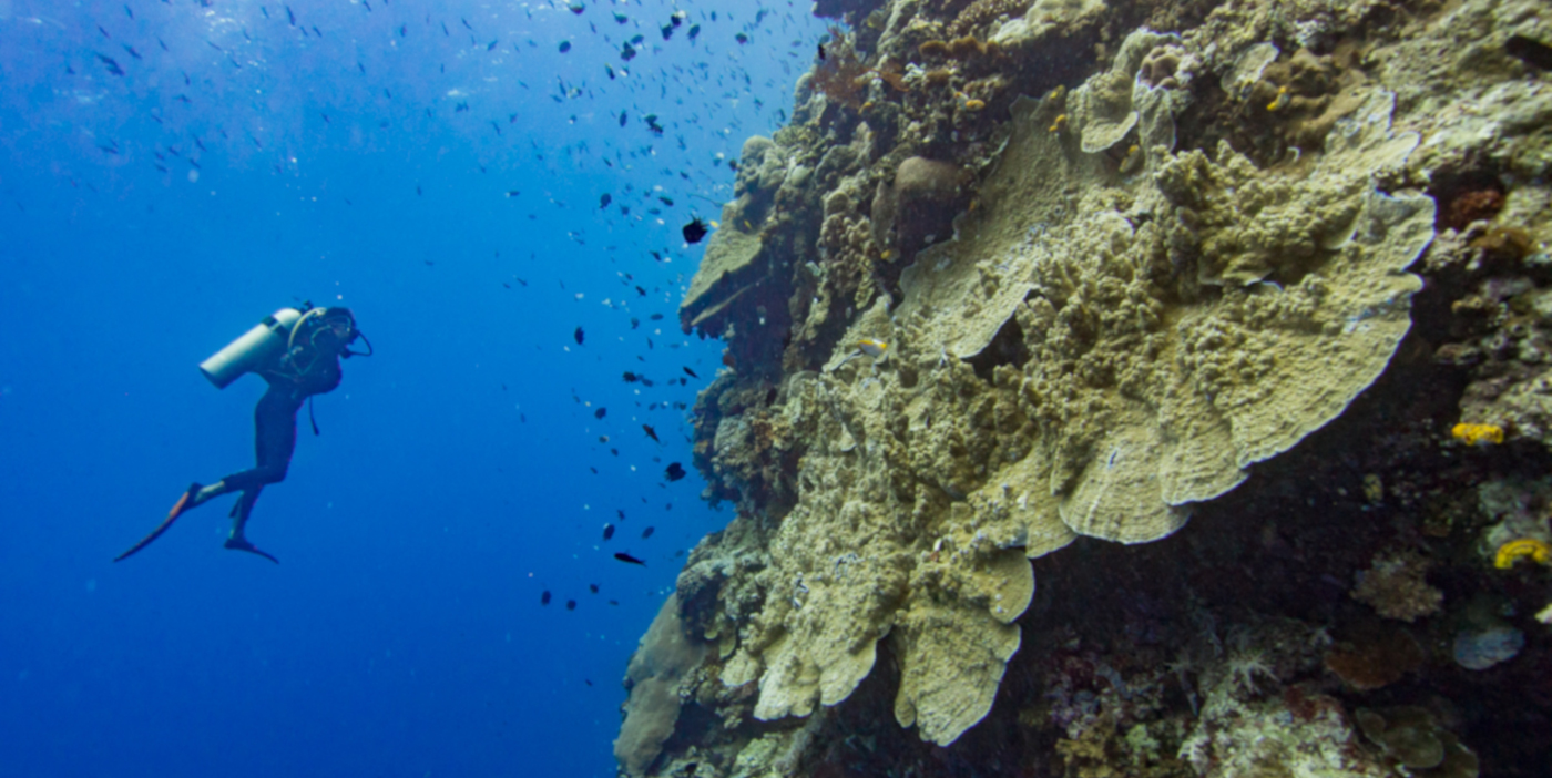 Introduction to Plating Corals of the Indo-Pacific • Scuba Diver Life
