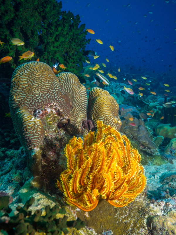 Scuba Diving in Papua New Guinea: Tufi Dive Resort • Scuba Diver Life