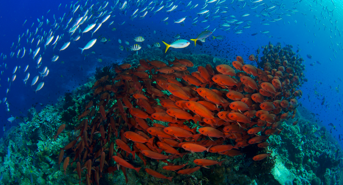 Scuba Diving in Papua New Guinea: Tufi Dive Resort • Scuba Diver Life