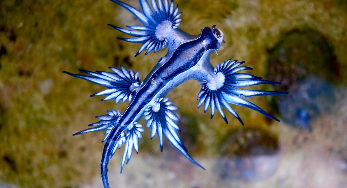 Top 10 Weirdest Underwater Animals • Scuba Diver Life