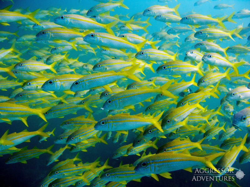 The Best Scuba Diving in Oman • Scuba Diver Life
