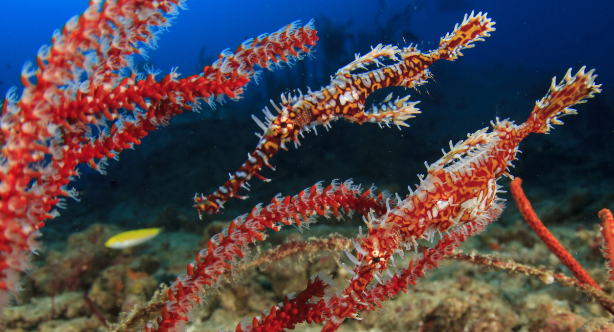 Marine Species: Ghost Pipefish • Scuba Diver Life