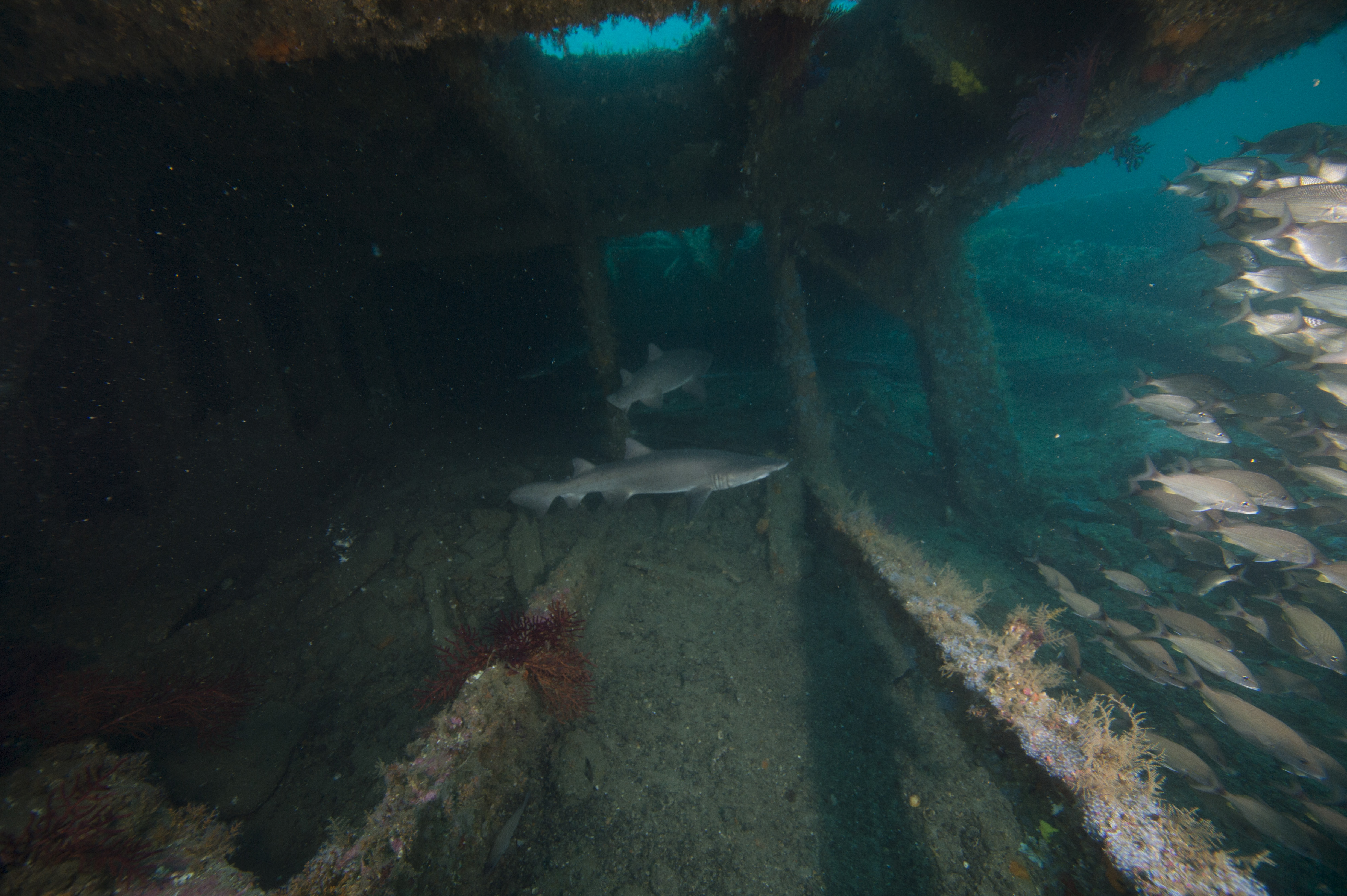 Preserving America’s Underwater Battlefield: The Caribsea • Scuba Diver ...
