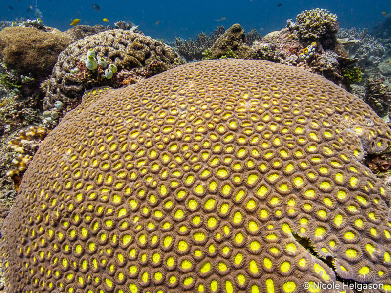 Introduction to Encrusting Corals of the Indo-Pacific • Scuba Diver Life