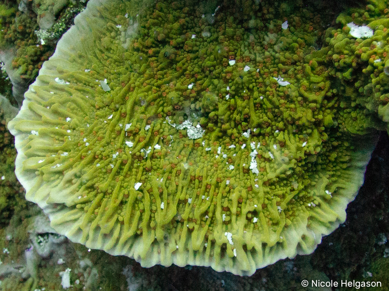 Introduction to Encrusting Corals of the Indo-Pacific • Scuba Diver Life