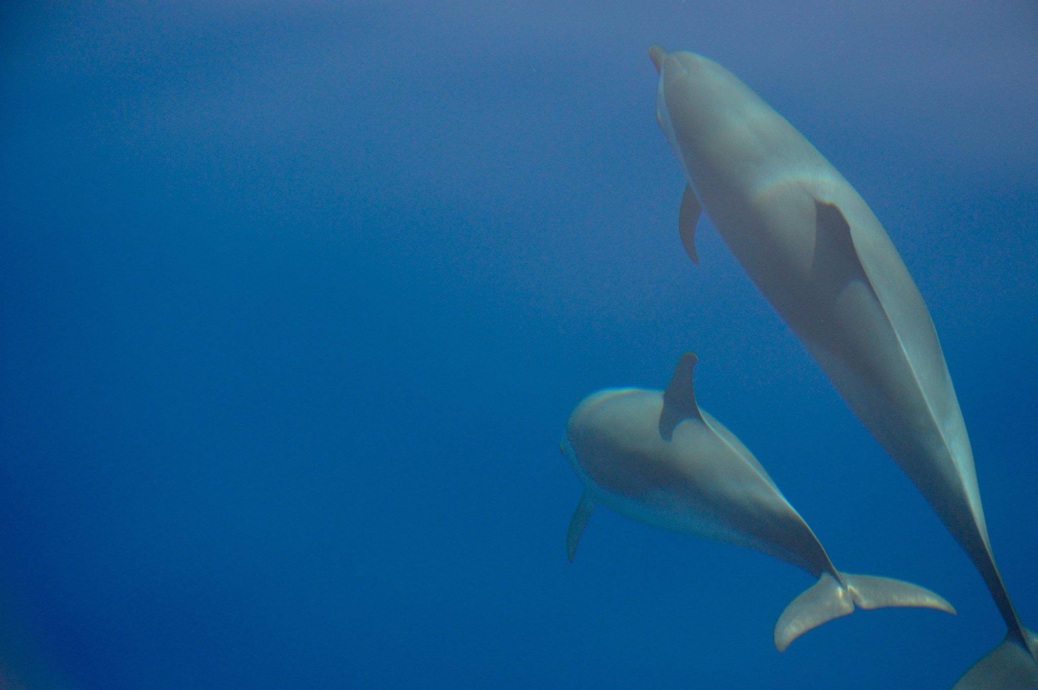 Scuba Diving in Aqaba • Scuba Diver Life