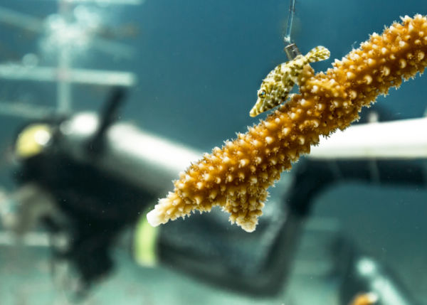 What are Coral Nursery Projects? • Scuba Diver Life