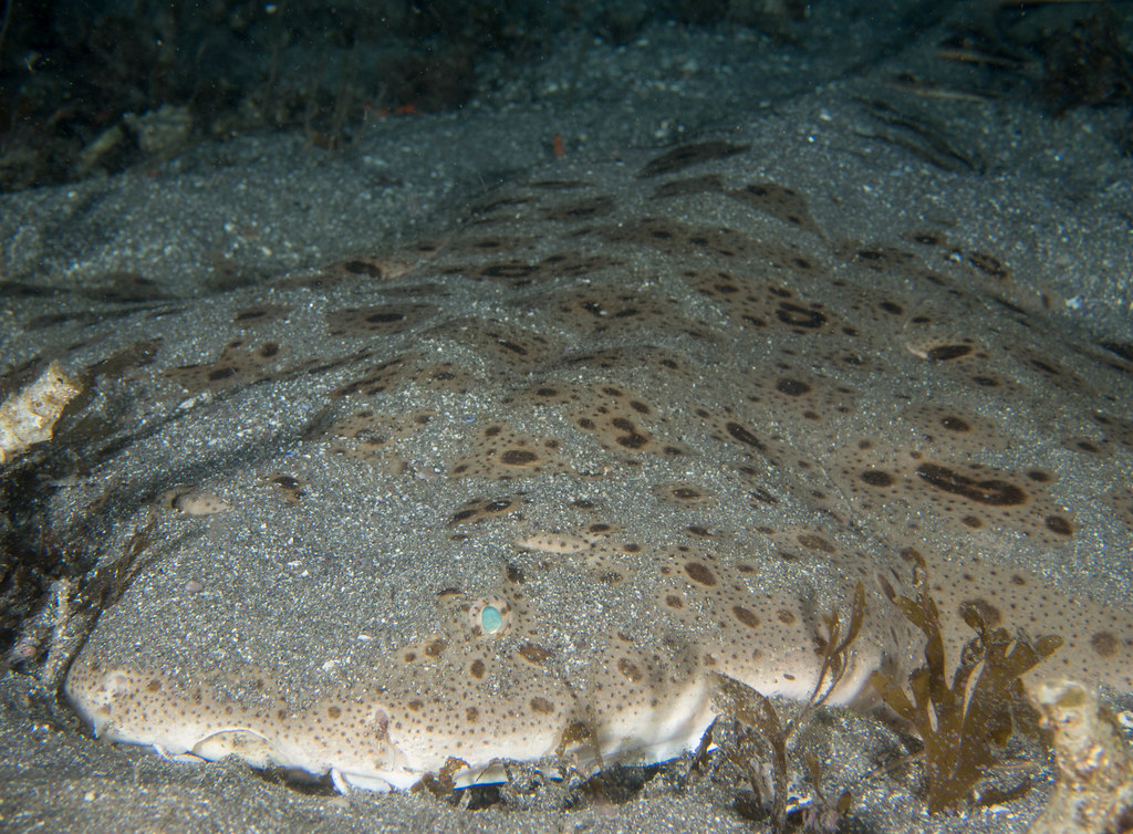Diving with Angelsharks in the Canary Islands • Scuba Diver Life
