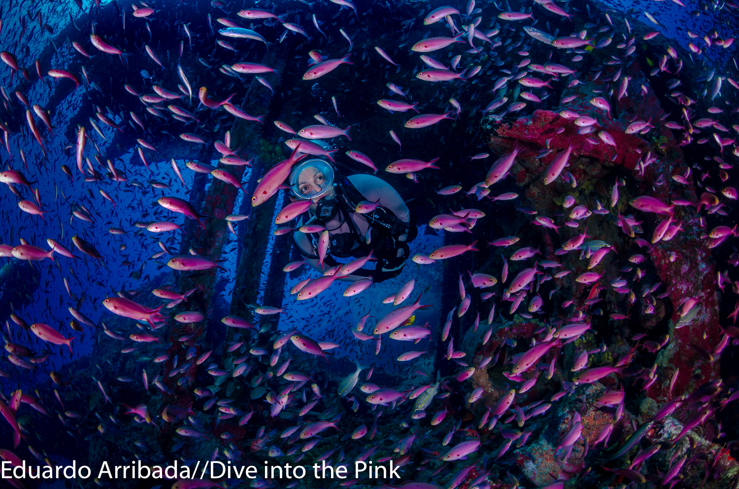 Dive into the Pink Announces Third Annual Think Pink Photo Competition ...