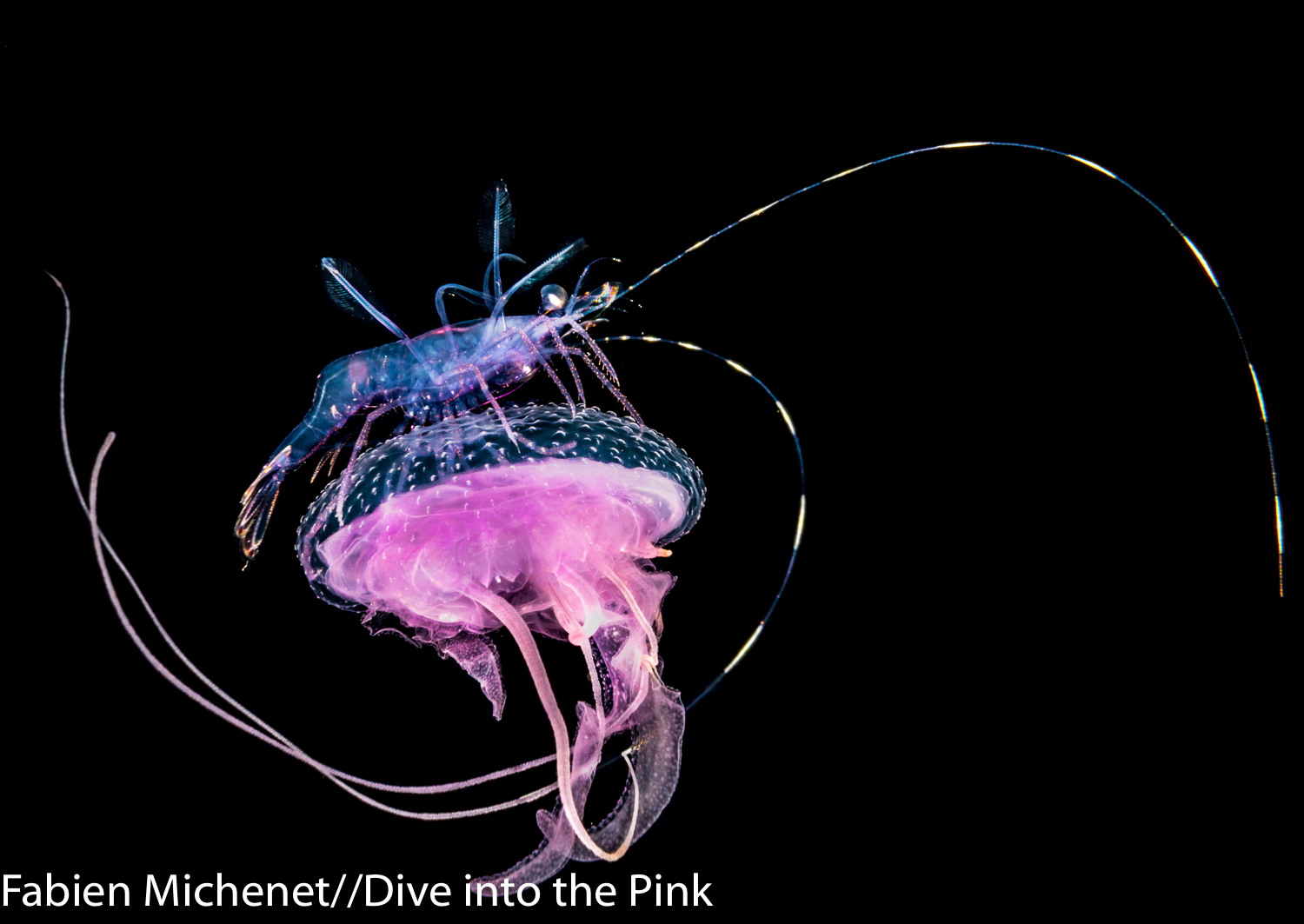 Dive into the Pink Announces Third Annual Think Pink Photo Competition ...