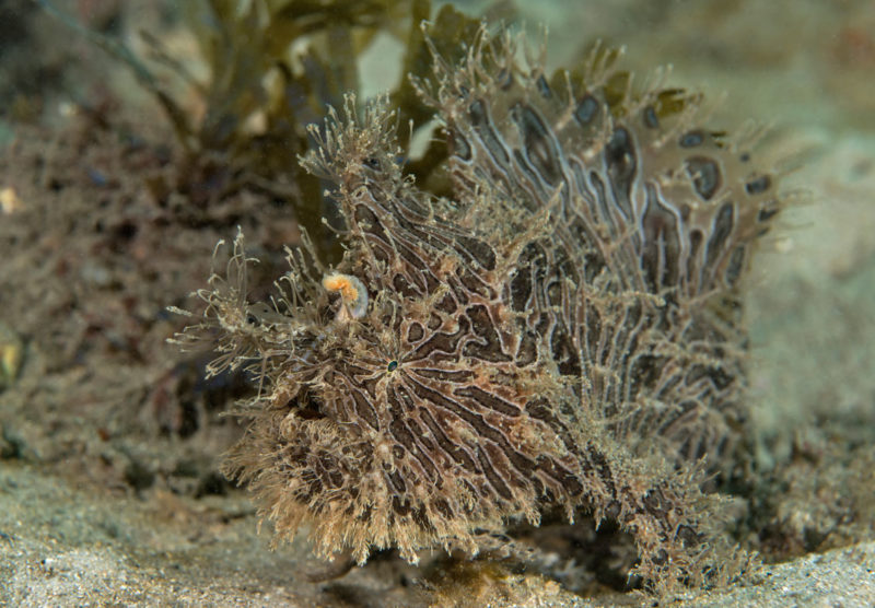 Best Shore Dives in Sydney • Scuba Diver Life