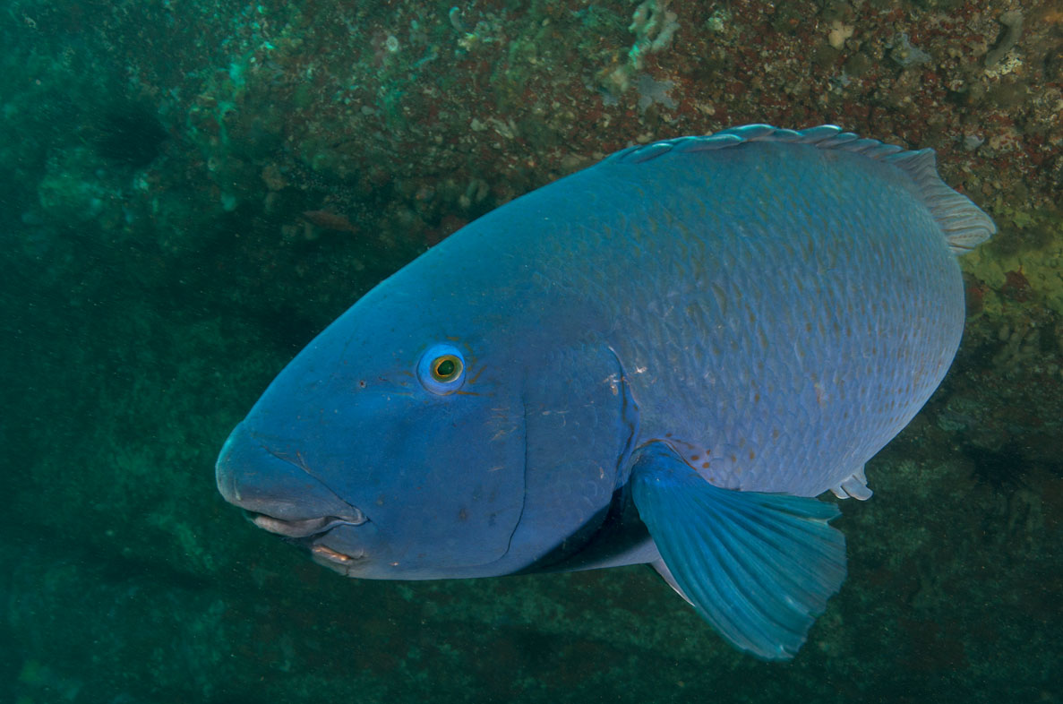 Best Shore Dives in Sydney • Scuba Diver Life