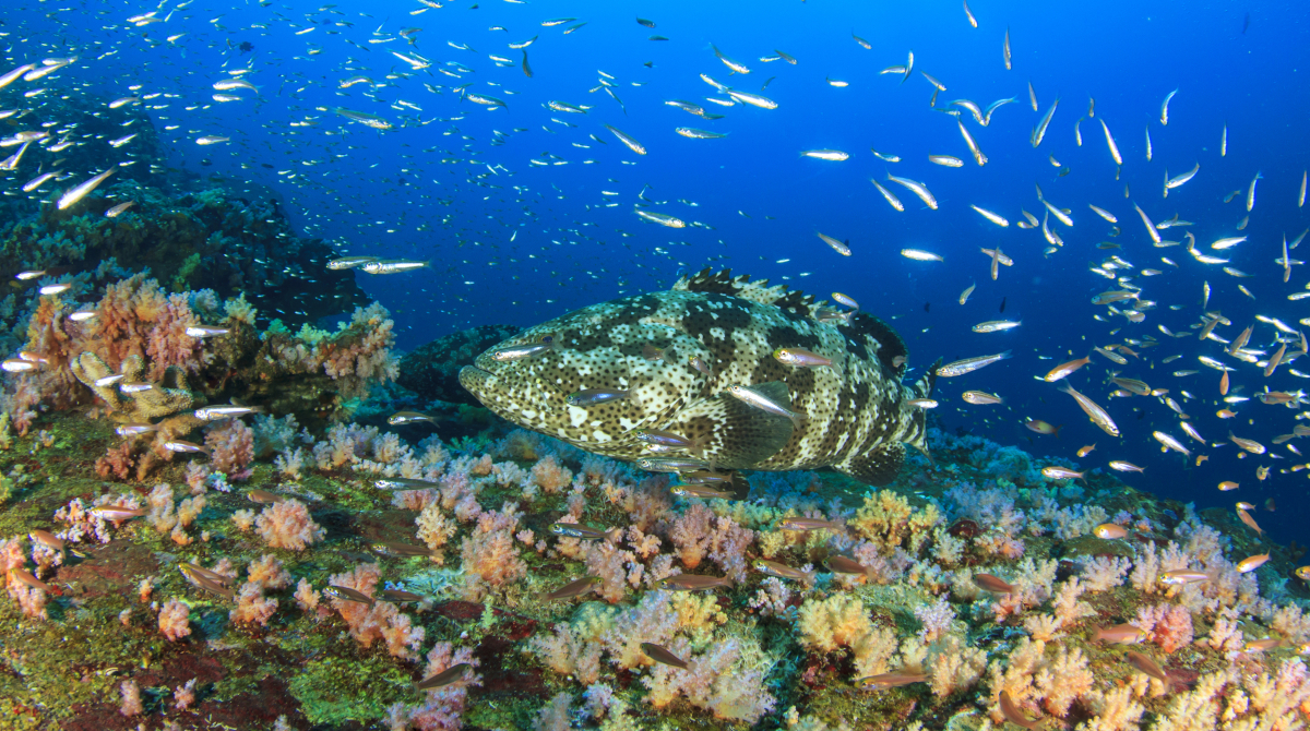 Marbled Grouper Spawning in French Polynesia • Scuba Diver Life