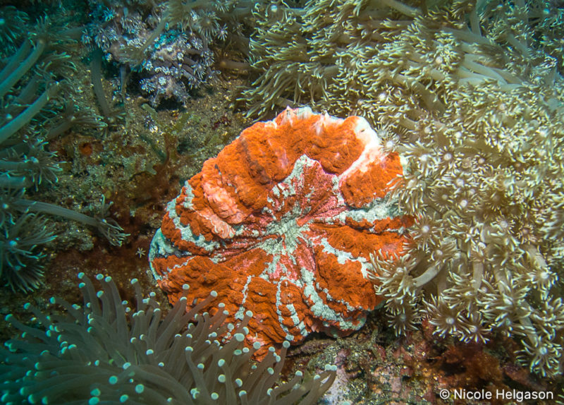 Introduction to Solitary Corals of the Indo-Pacific • Scuba Diver Life