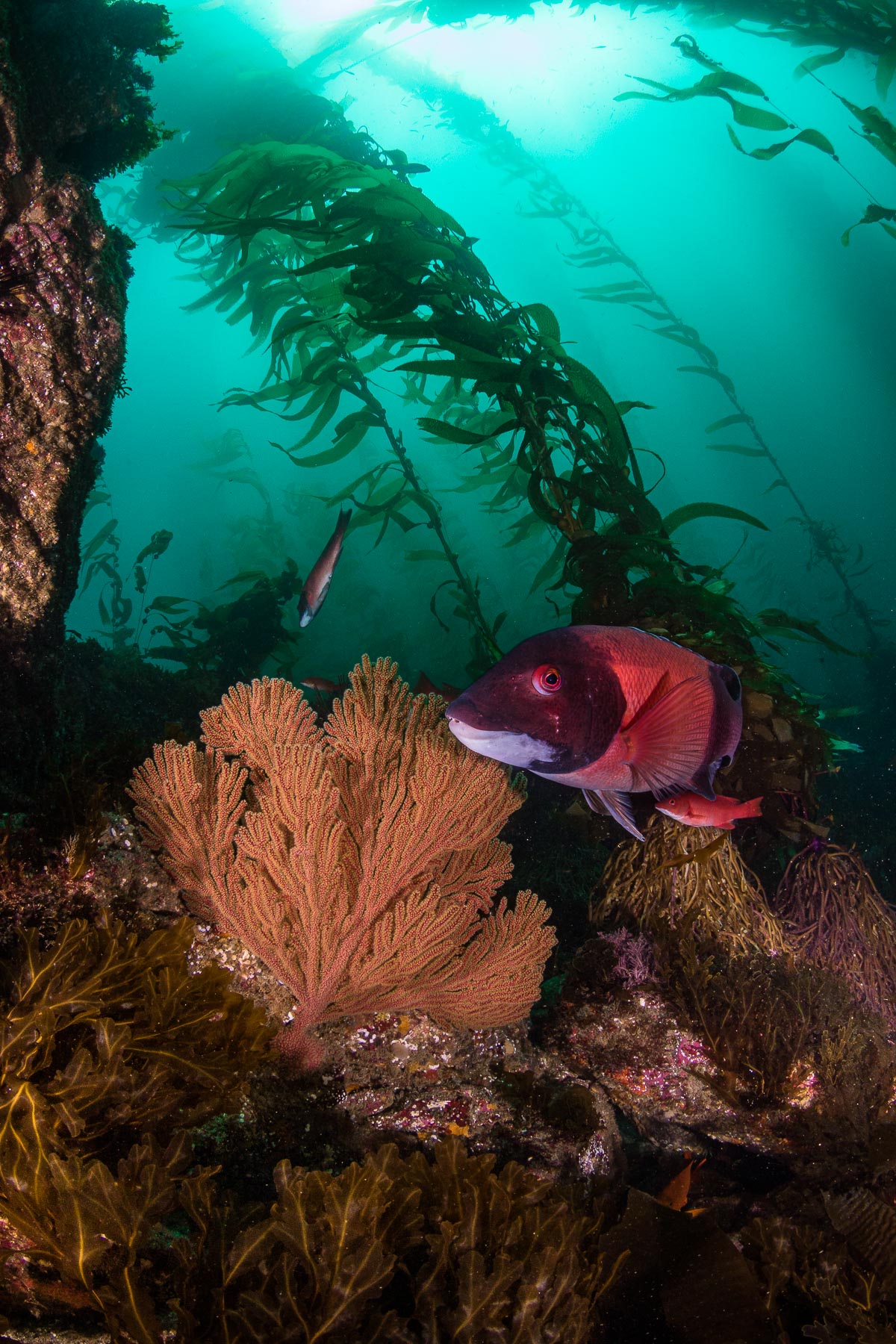 Diving the Southern Channel Islands Kelp Forests • Scuba Diver Life