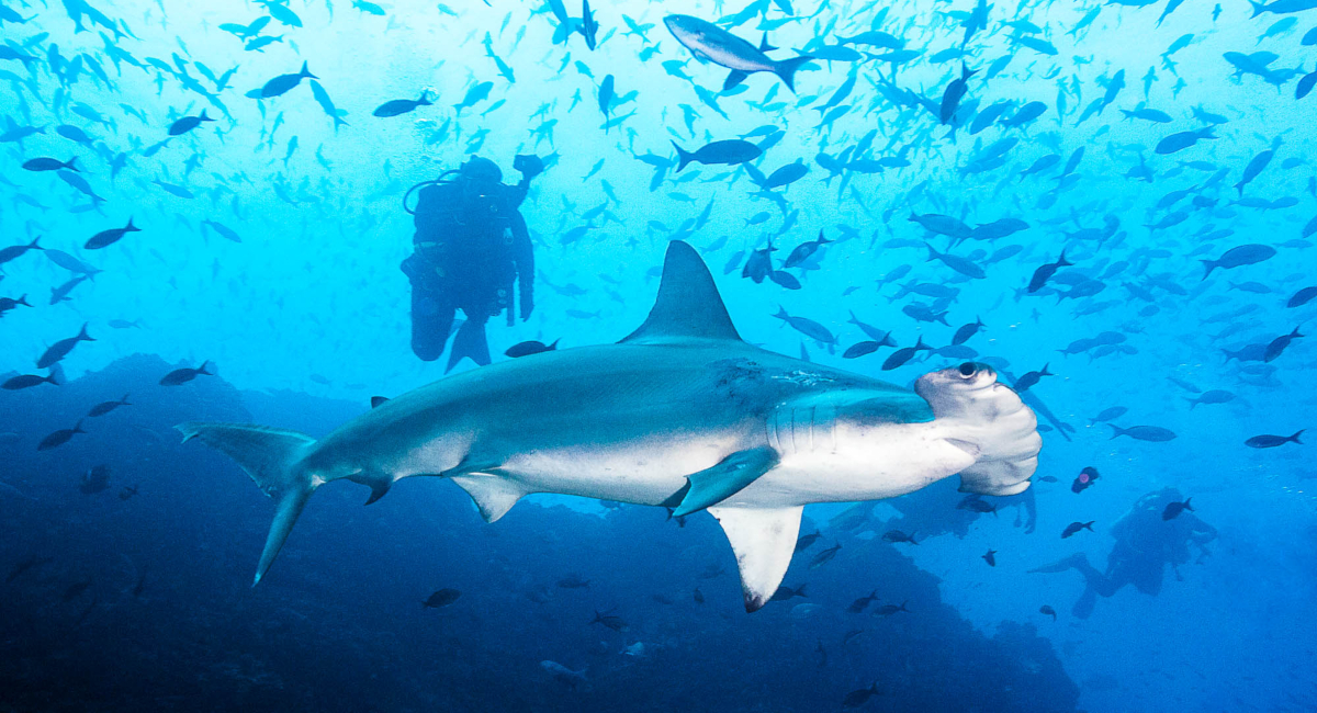 Marine Species: Hammerhead Shark • Scuba Diver Life