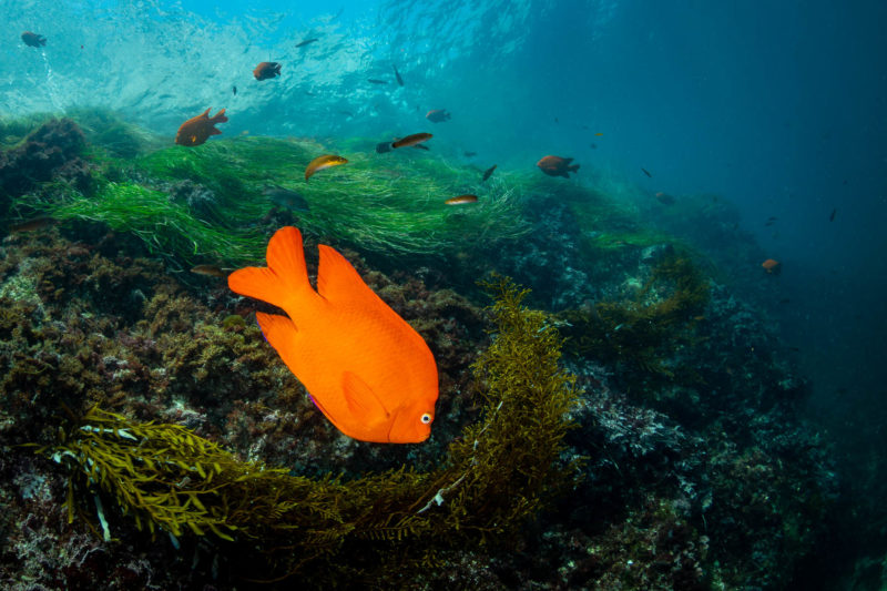 A Beginner’s Guide to Southern California Sea Life • Scuba Diver Life